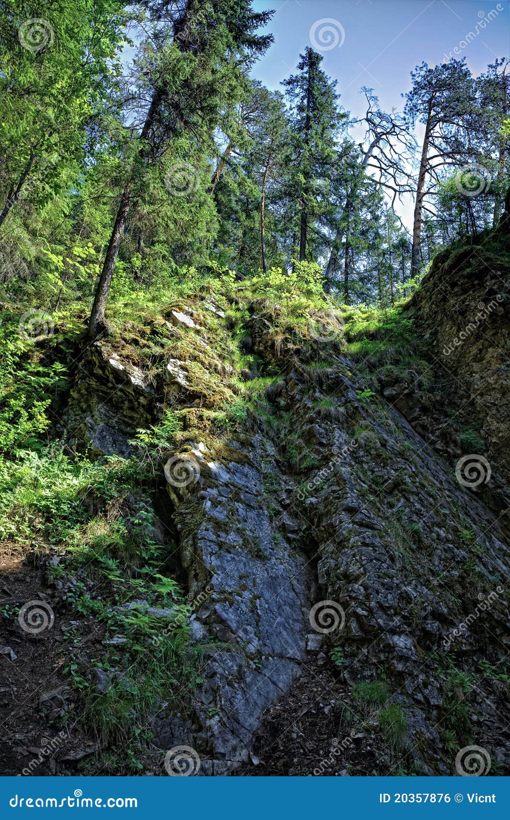 Taiga forest stock photo. Image of primeval, area, stand - 20357876