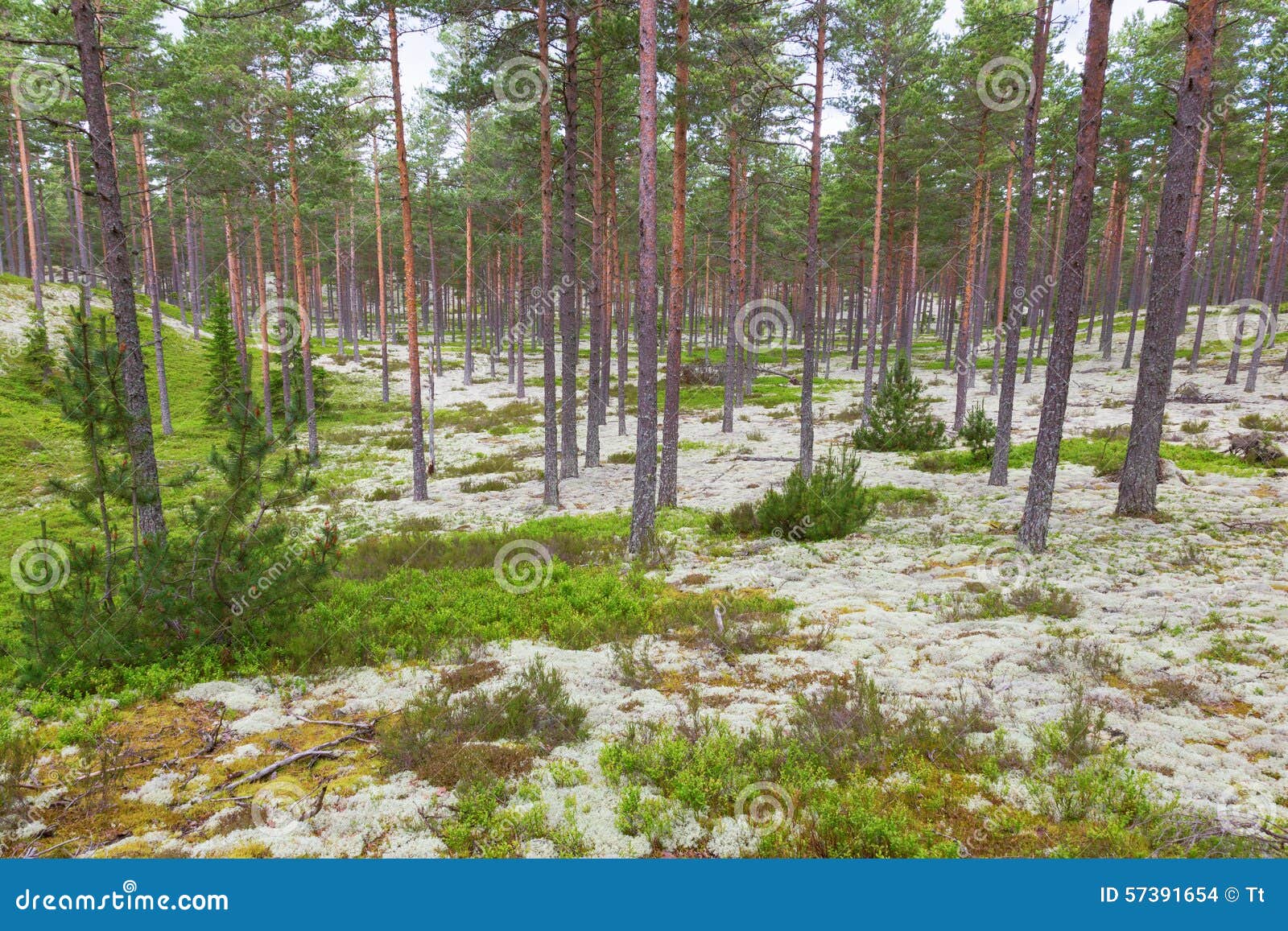 Taiga forest landscape stock photo. Image of nature, summer - 57391654
