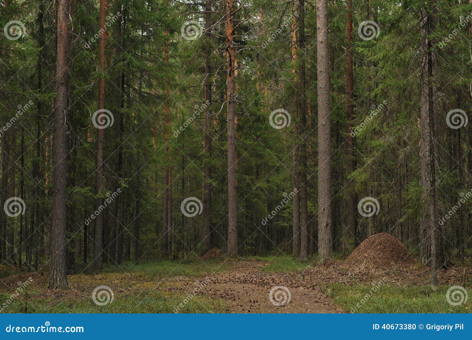 Taiga forest stock photo. Image of nature, blue, forest - 40673380