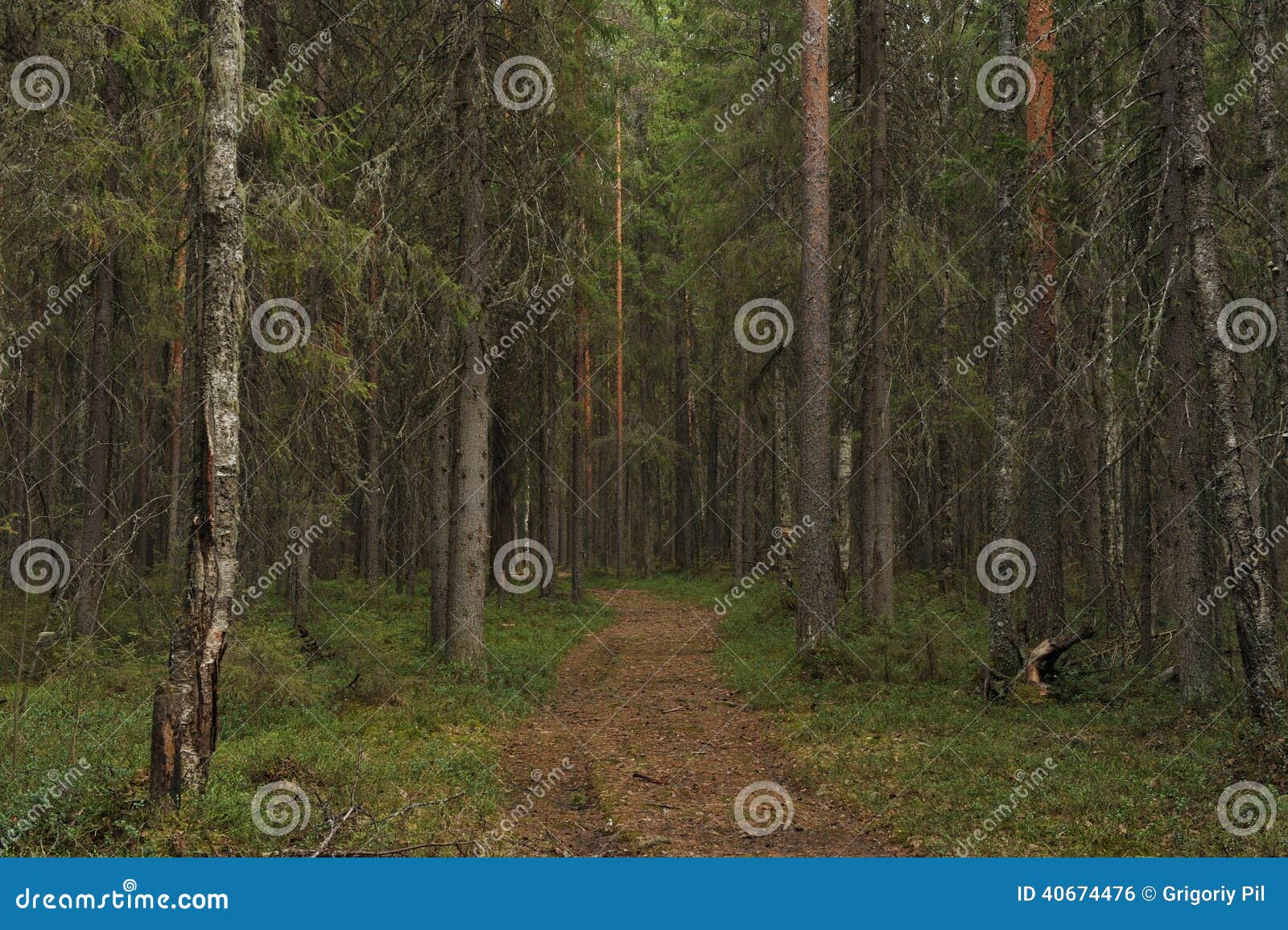 Taiga forest stock photo. Image of deep, pinetree, anthill - 40674476
