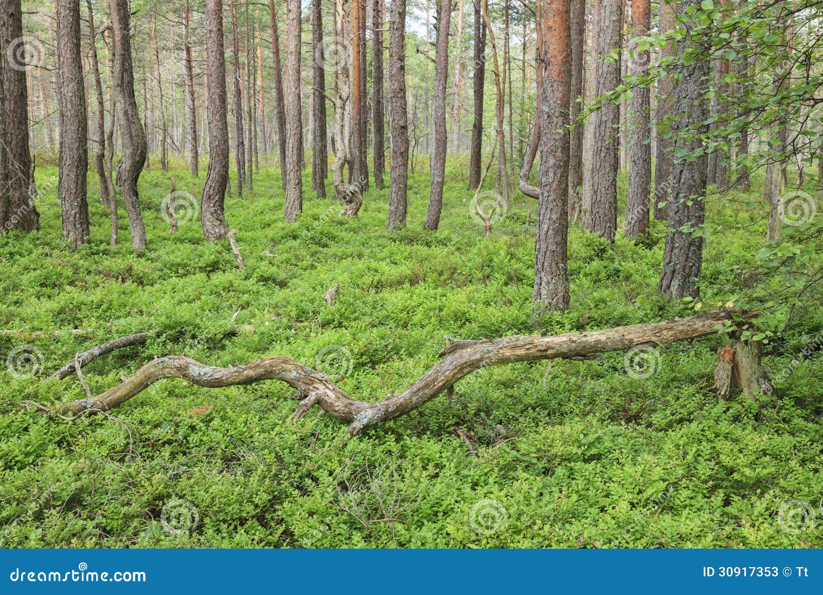 Taiga forest stock image. Image of scene, forest, view - 30917353