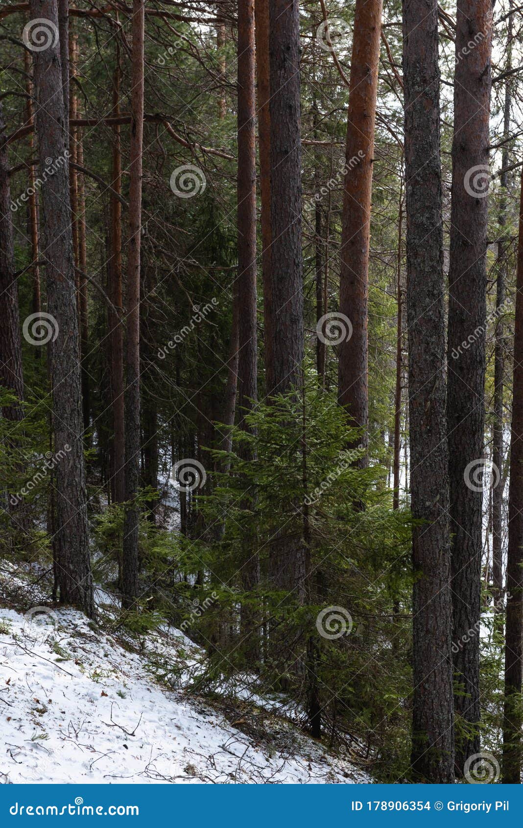 Taiga forest in the spring stock photo. Image of beautiful - 178906354