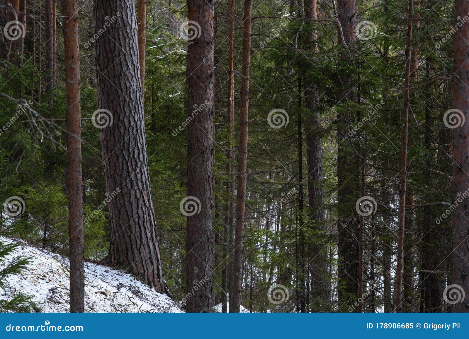 Taiga forest in the spring stock image. Image of frost - 178906685