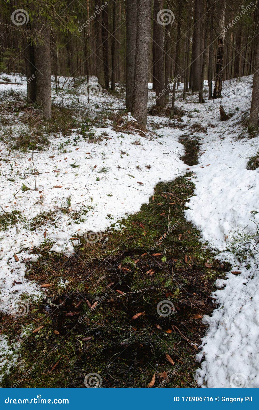 Taiga forest in the spring stock photo. Image of pine - 178906716