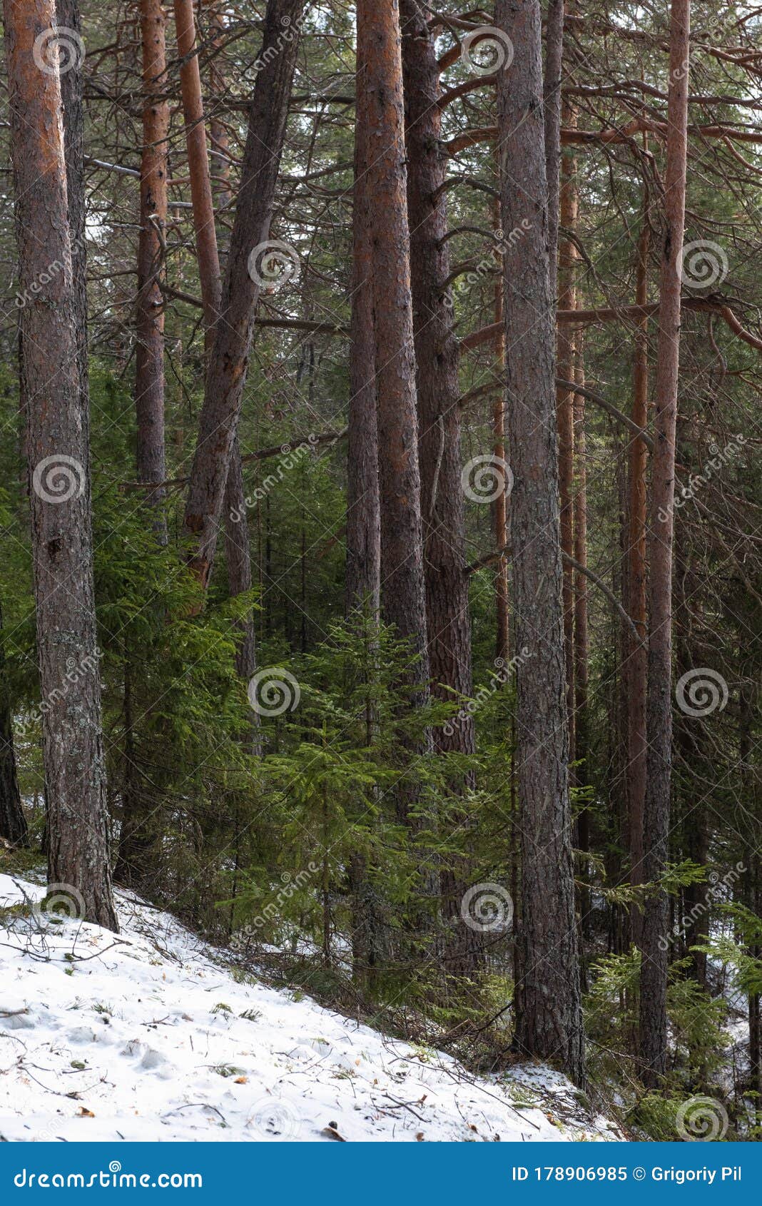 Taiga forest in the spring stock image. Image of outdoor - 178906985
