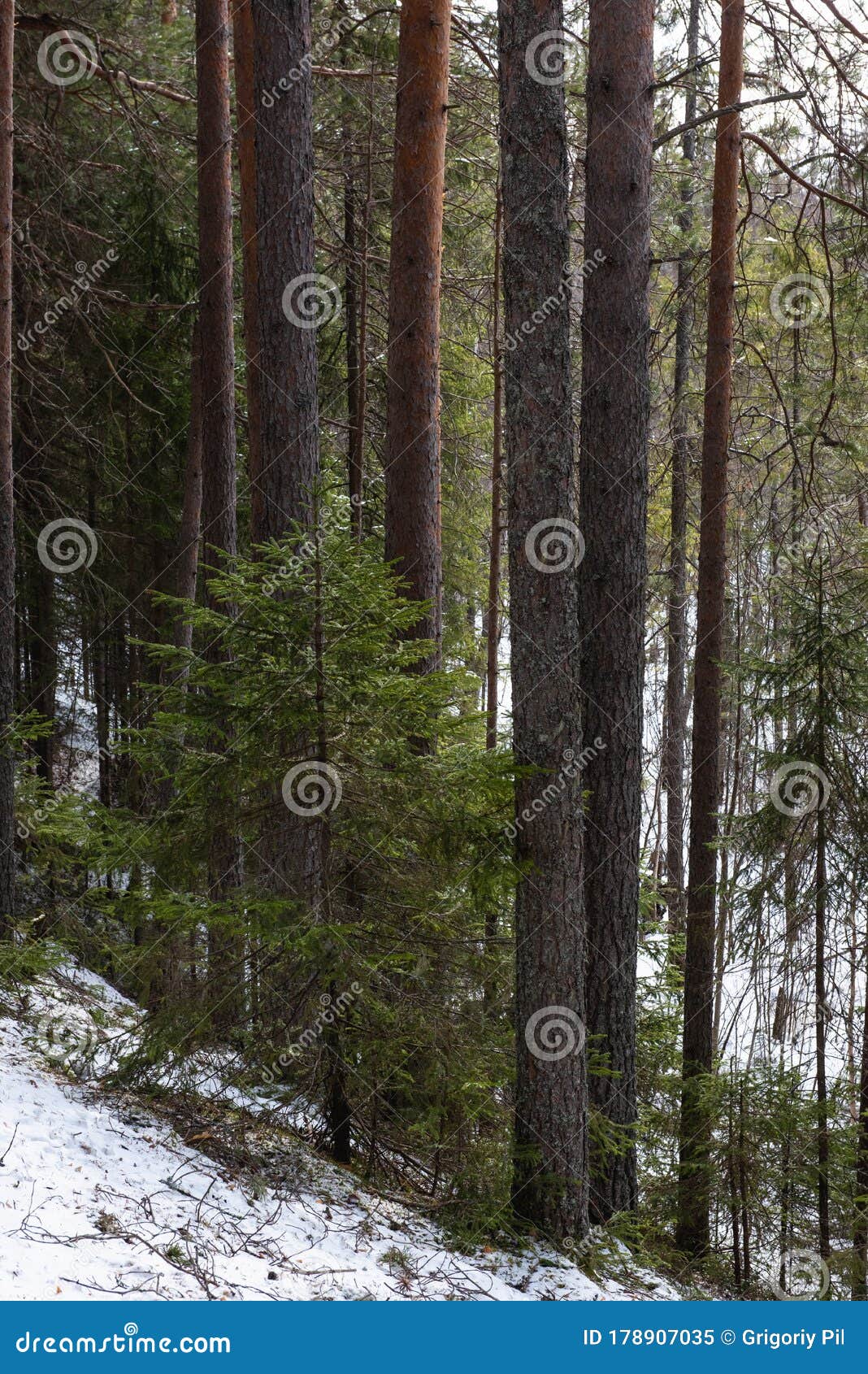 Taiga forest in the spring stock image. Image of north - 178907035