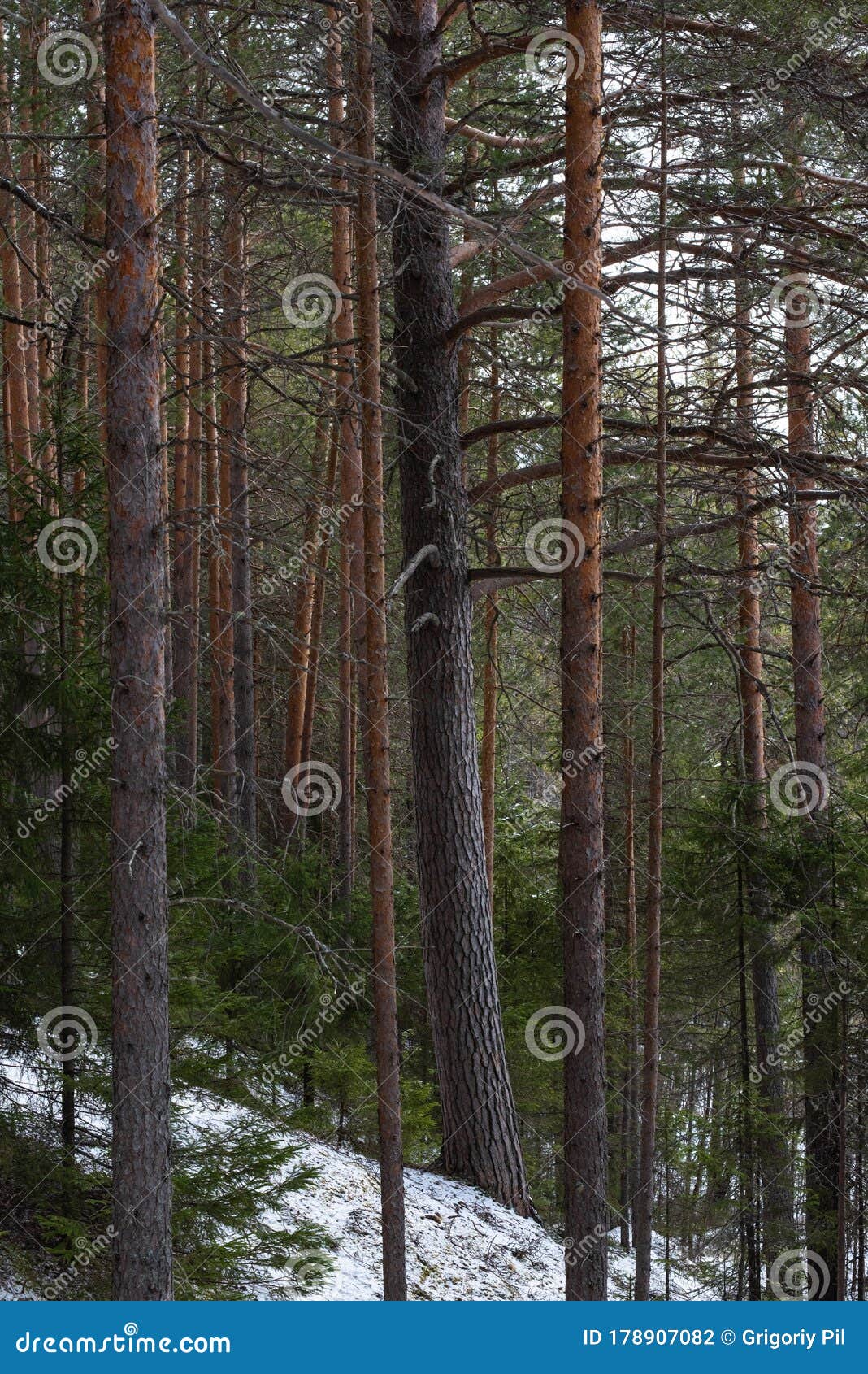 Taiga forest in the spring stock photo. Image of beauty - 178907082