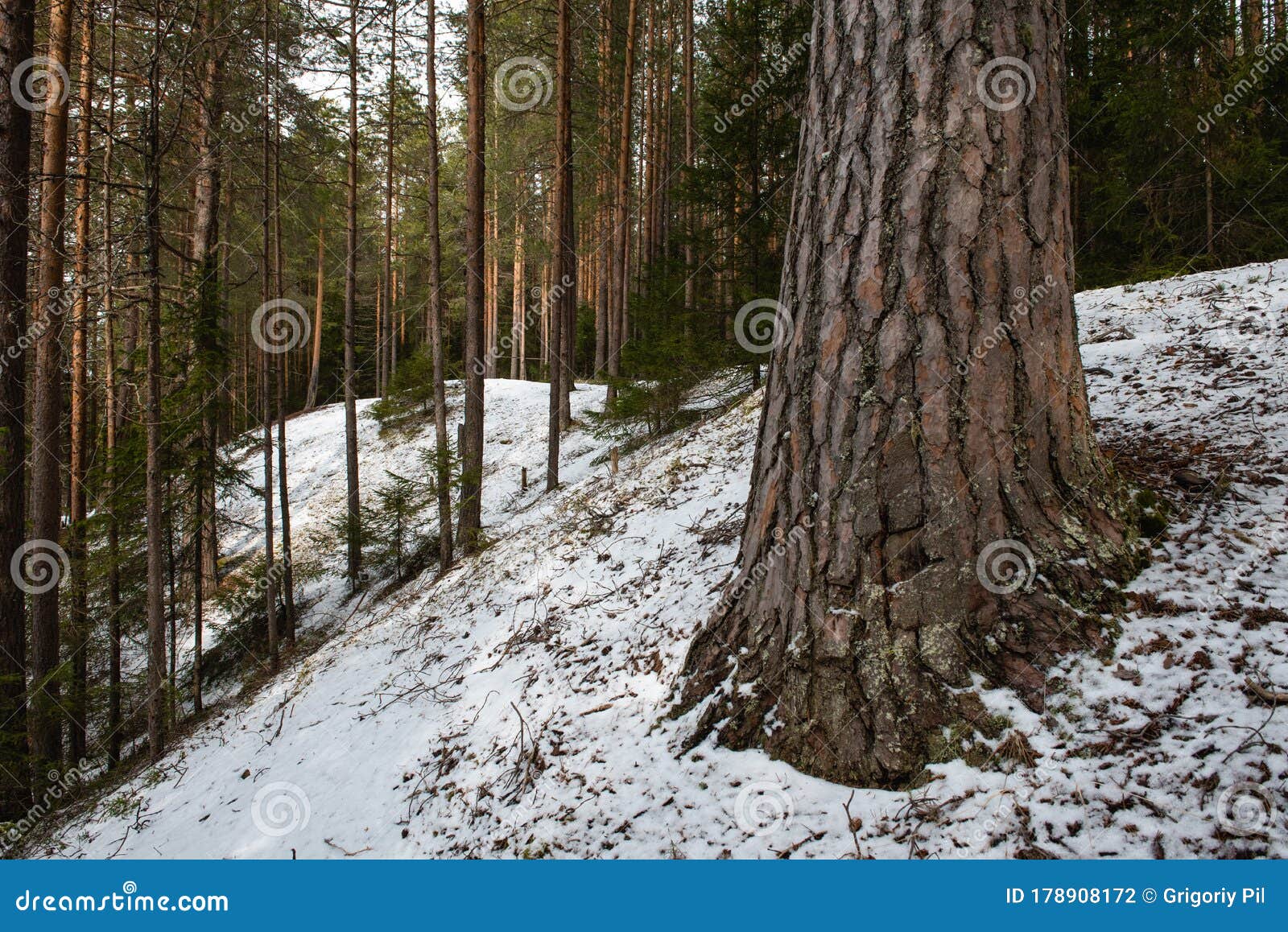 Taiga forest in the spring stock photo. Image of outdoors - 178908172