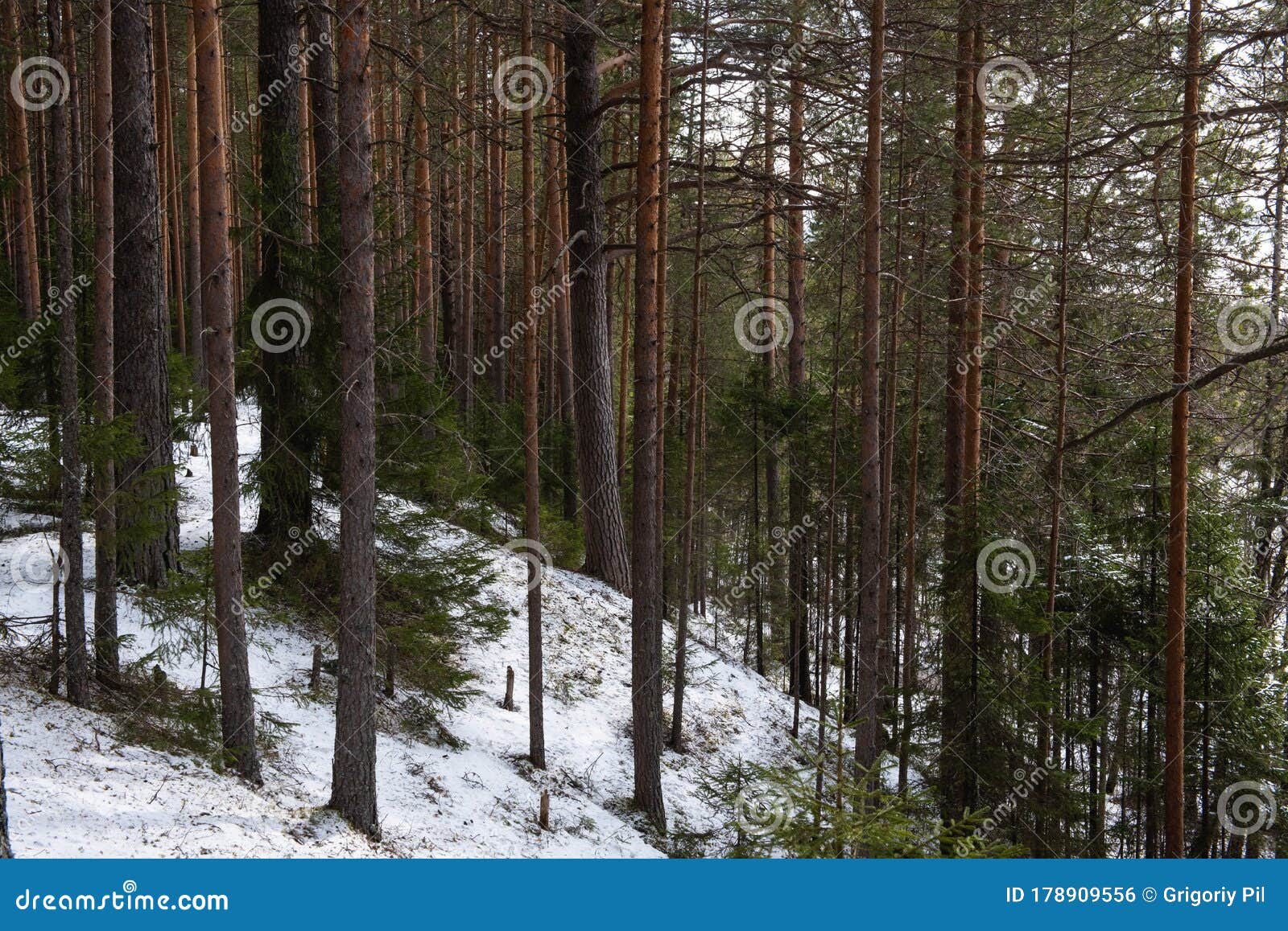 Taiga forest in the spring stock photo. Image of landscape - 178909556