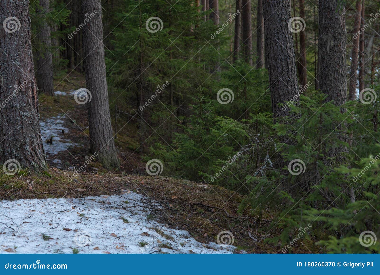 Taiga Forest on a Sunny Spring Day Stock Photo - Image of rural, beauty ...