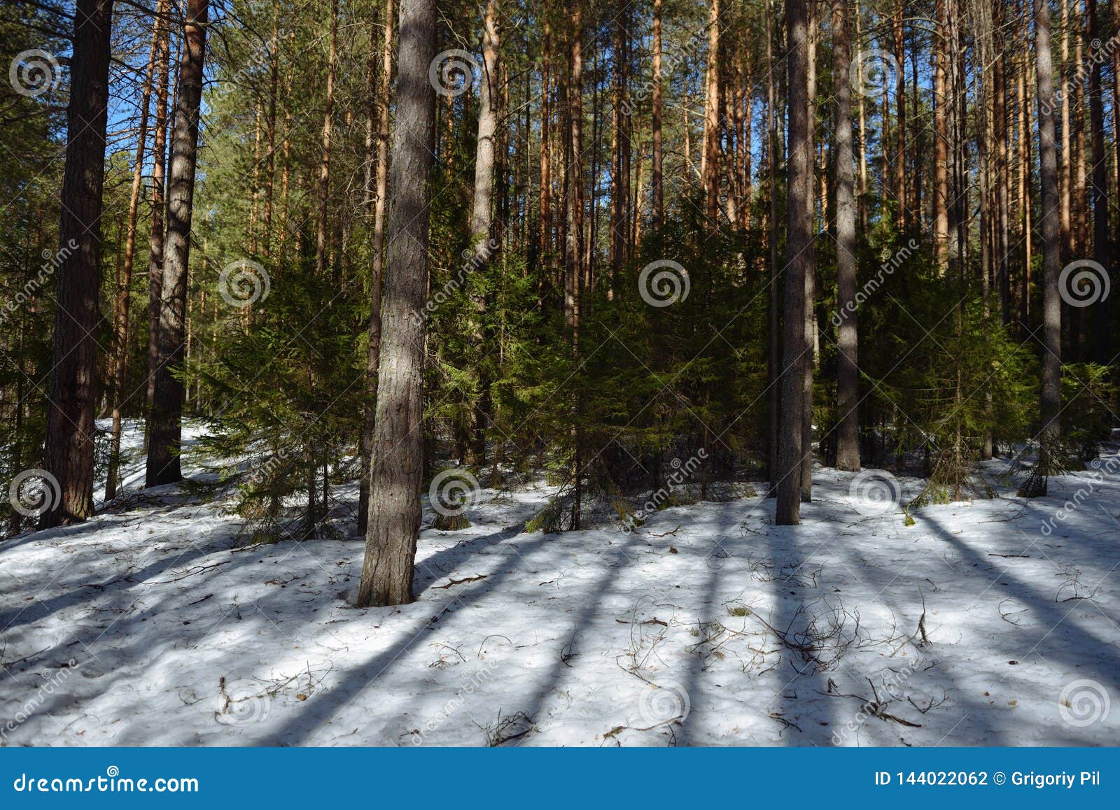 Taiga Forest on a Sunny Spring Day. Stock Photo - Image of green ...