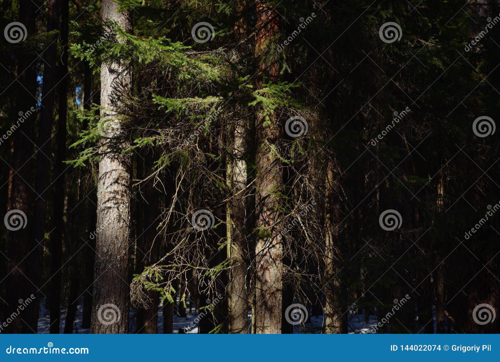 Taiga Forest on a Sunny Spring Day. Stock Photo - Image of nature, blue ...