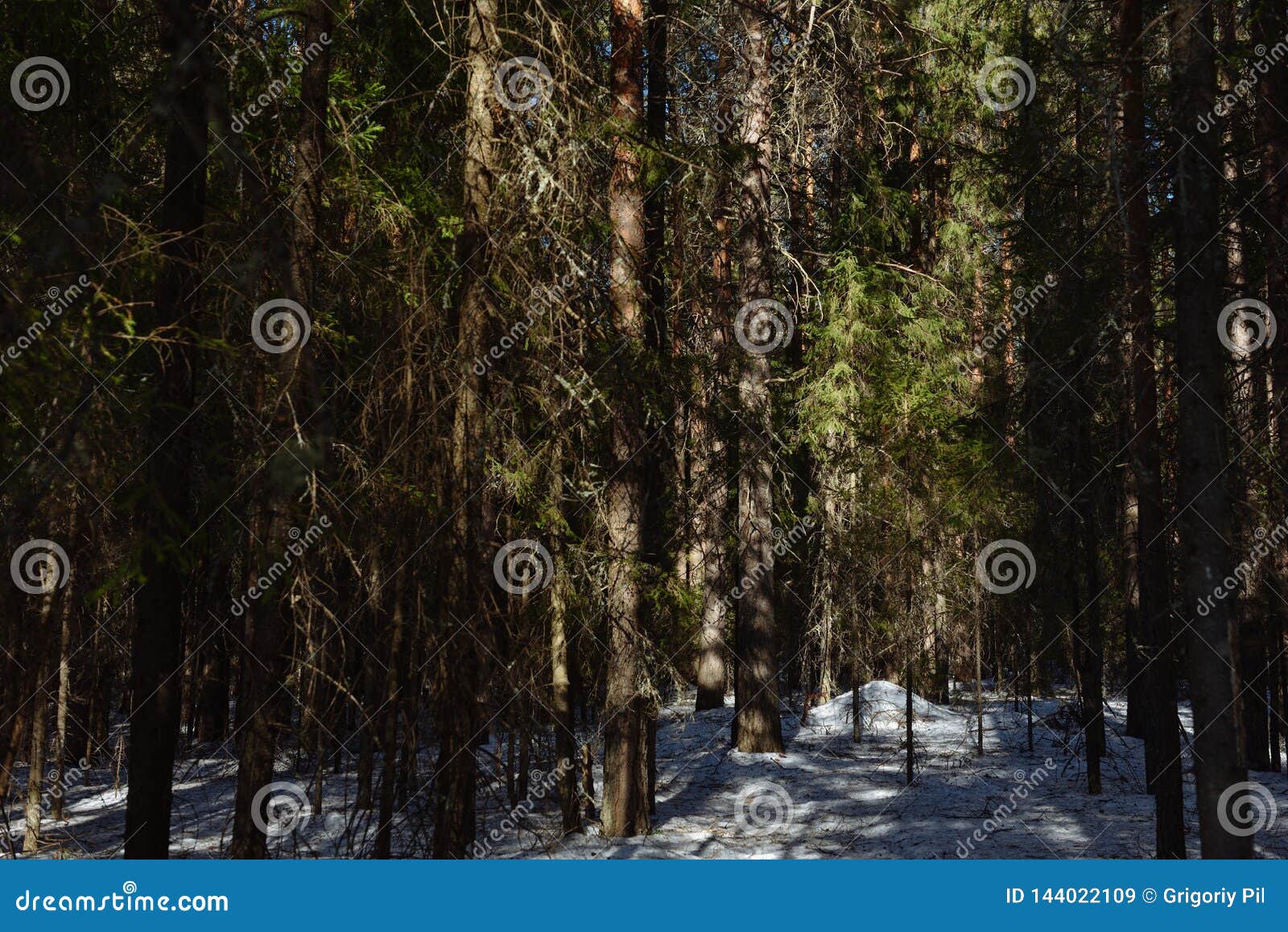 Taiga Forest on a Sunny Spring Day. Stock Image - Image of rays ...