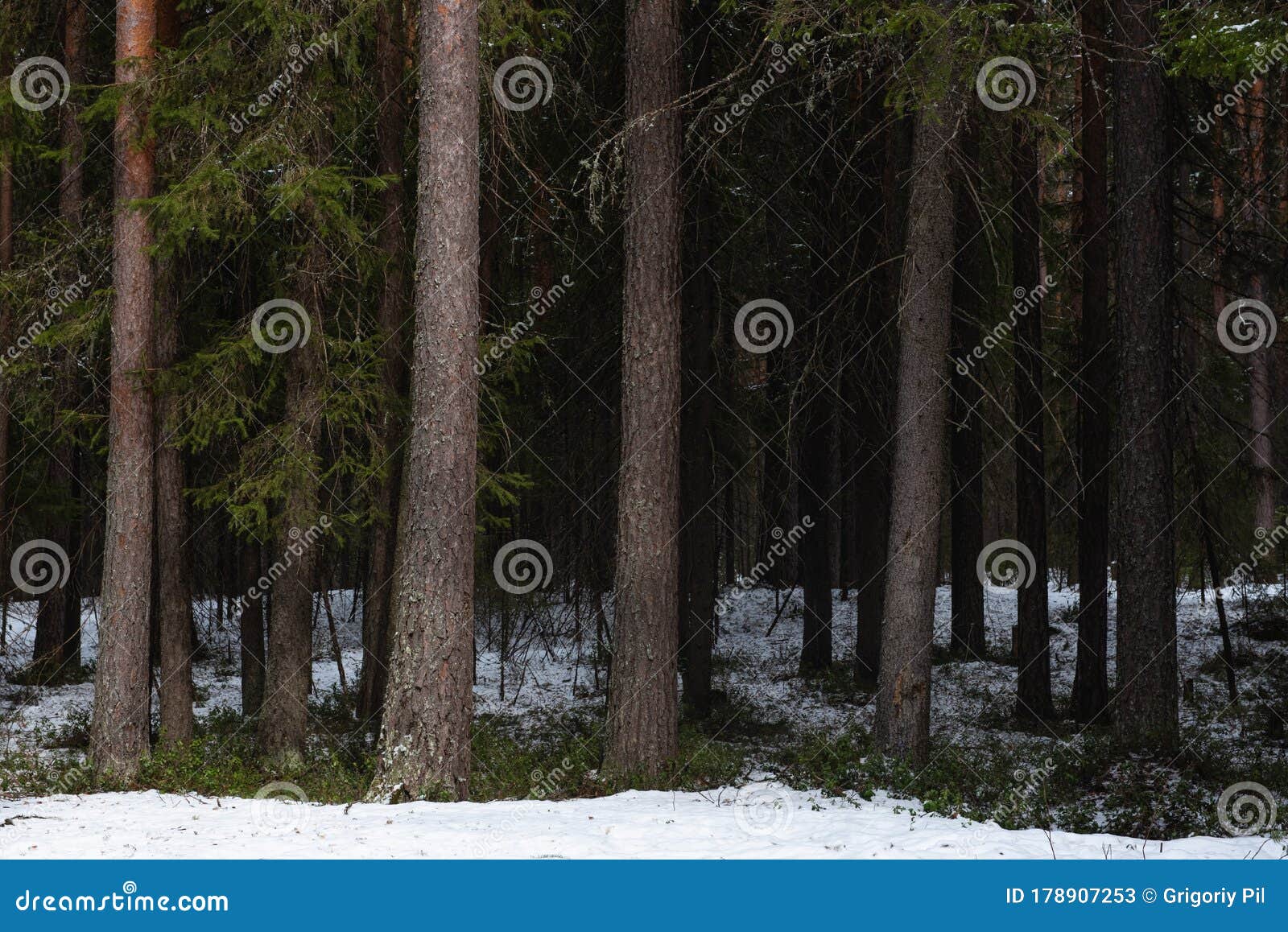 Taiga Forest on a Sunny Spring Day Stock Image - Image of bright, frost ...