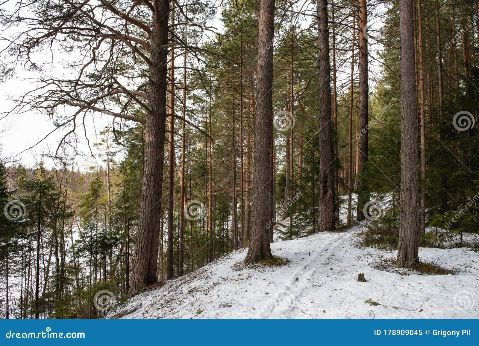 Taiga Forest on a Sunny Spring Day Stock Image - Image of frozen, blue ...