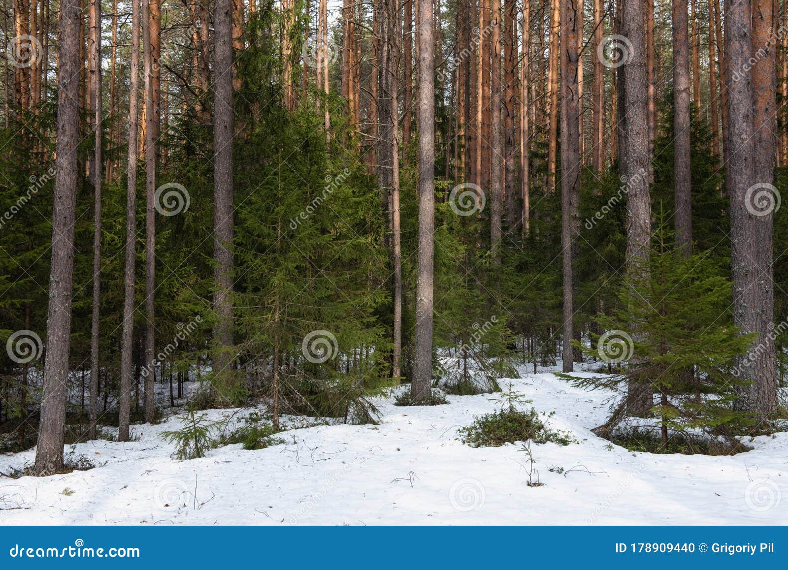 Taiga Forest on a Sunny Spring Day Stock Photo - Image of blue ...