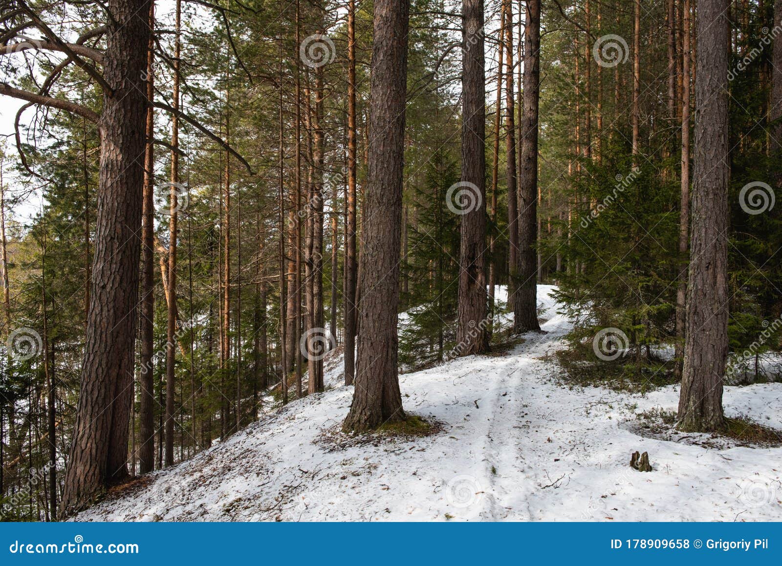 Taiga Forest on a Sunny Spring Day Stock Photo - Image of rural, bright ...