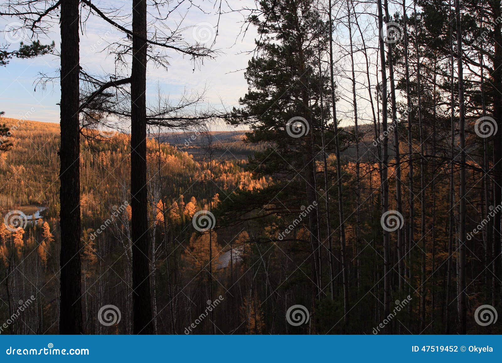 Taiga in the Irkutsk Region Stock Photo - Image of pine, horizontal ...