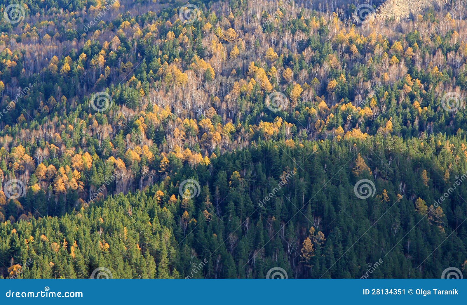 Taiga Landscape in Autumn Color Stock Image - Image of taiga, beautiful ...
