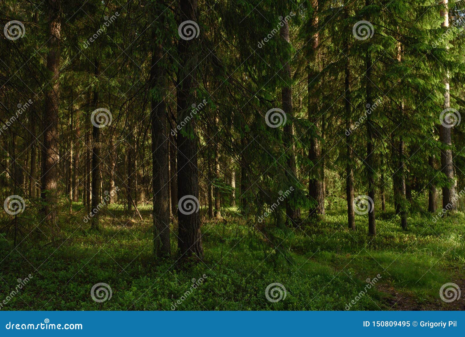 Taiga landscape stock image. Image of conifer, morning - 150809495