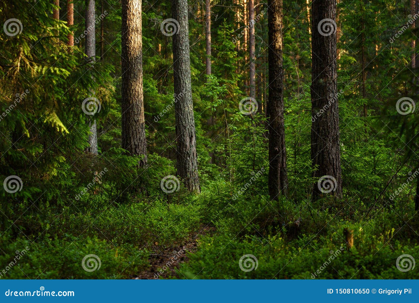 Taiga landscape stock photo. Image of holiday, beauty - 150810650