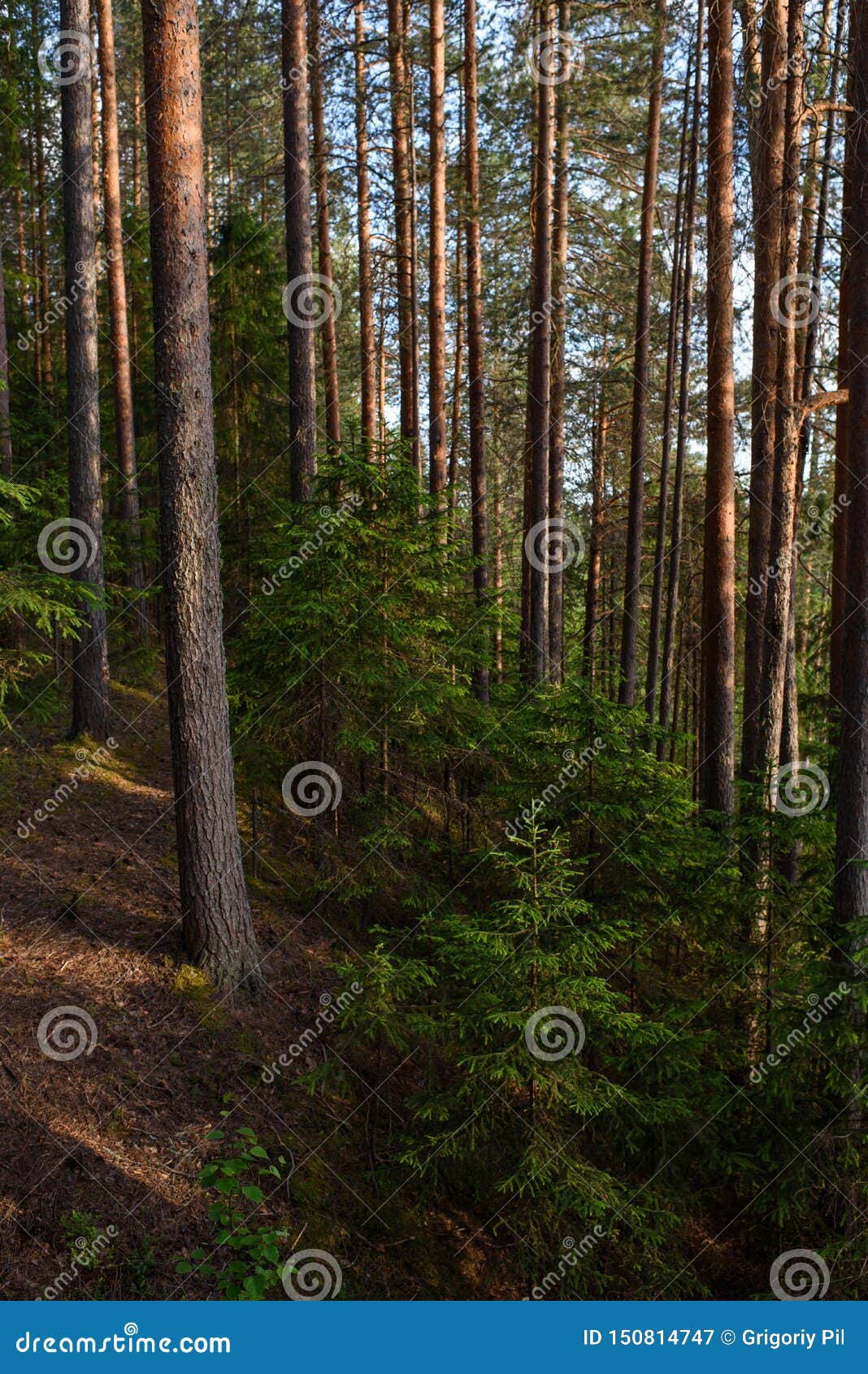 Taiga landscape stock image. Image of landscape, pine - 150814747