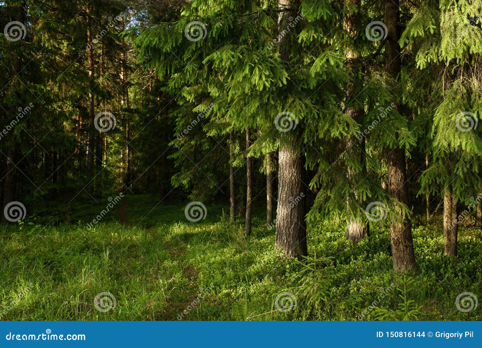 Taiga landscape stock photo. Image of colorful, beauty - 150816144