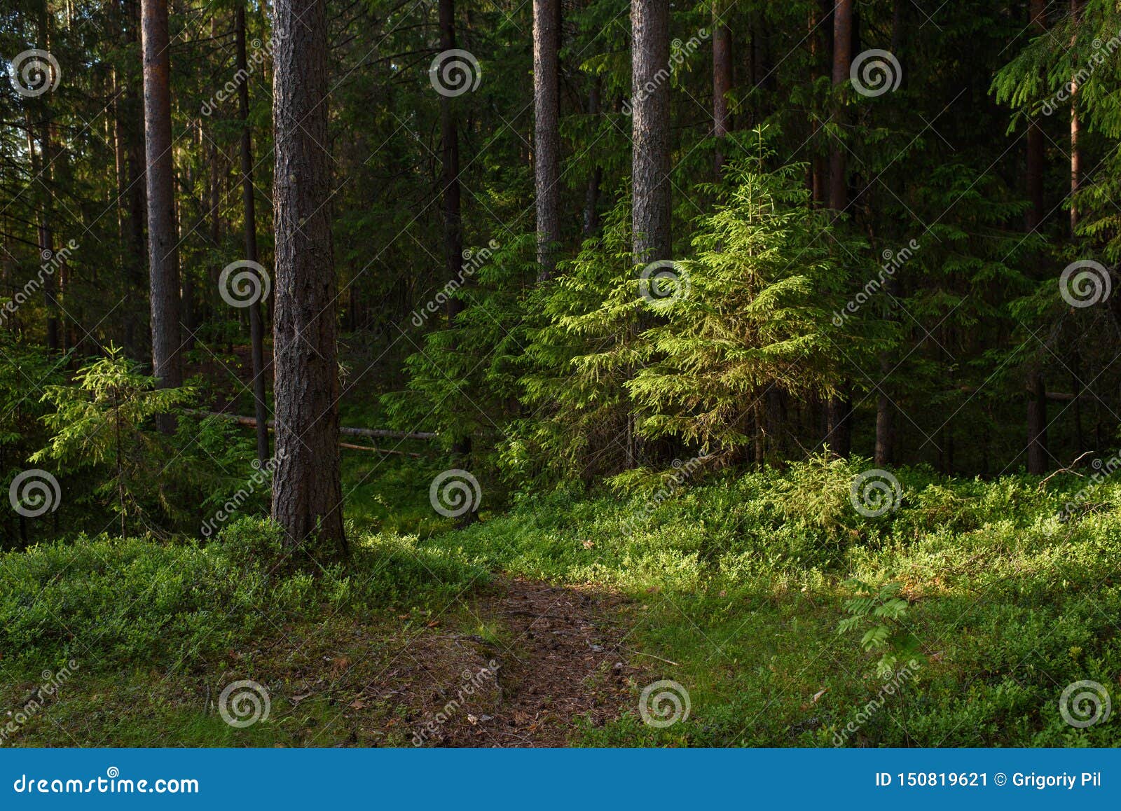 Taiga landscape stock image. Image of hill, natural - 150819621