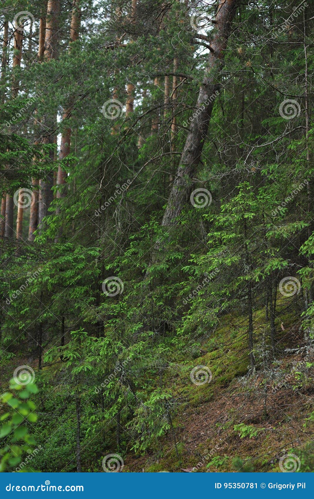 Taiga landscape stock image. Image of tree, adventure - 95350781