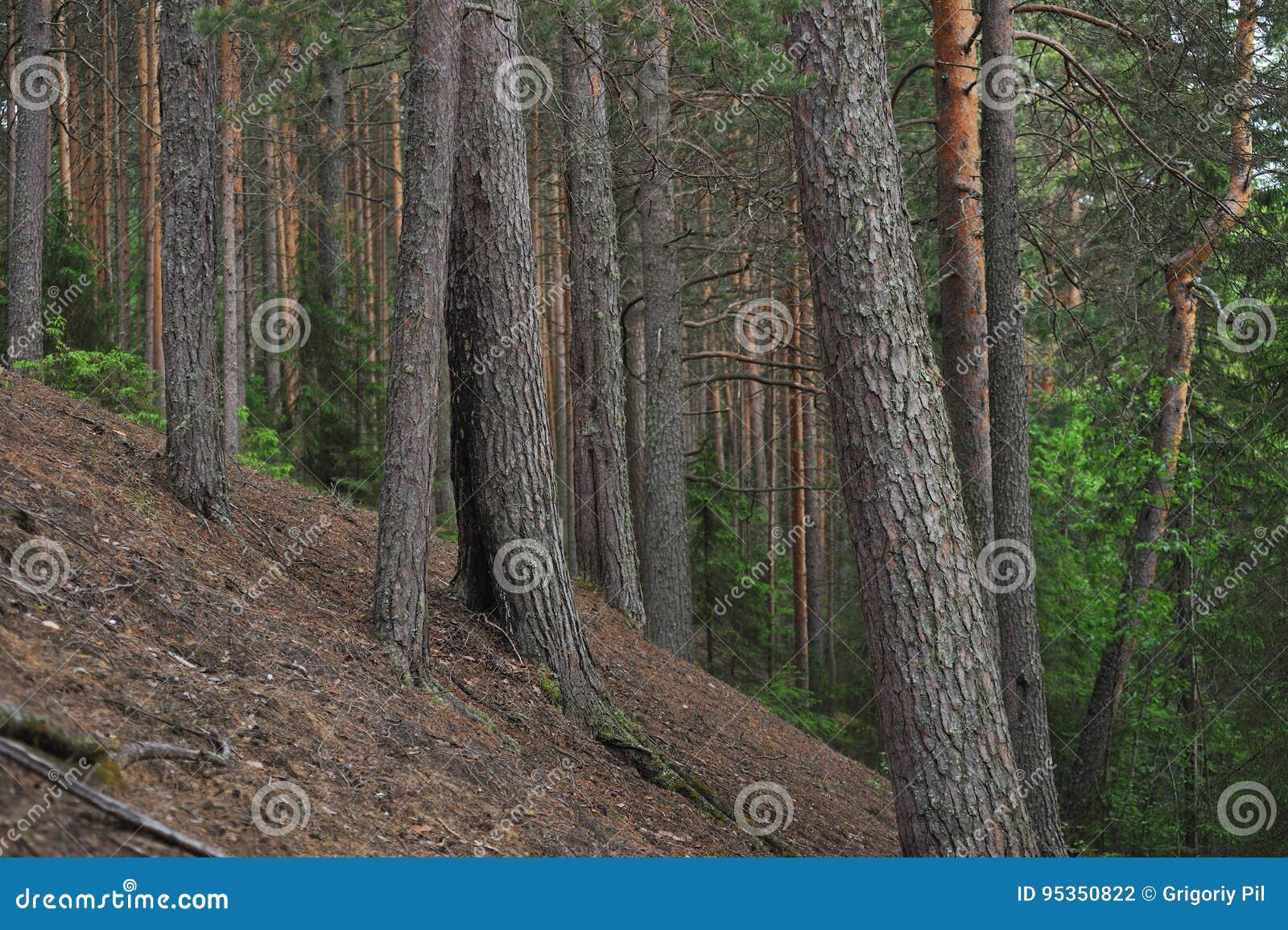Taiga landscape stock photo. Image of north, travel, tree - 95350822