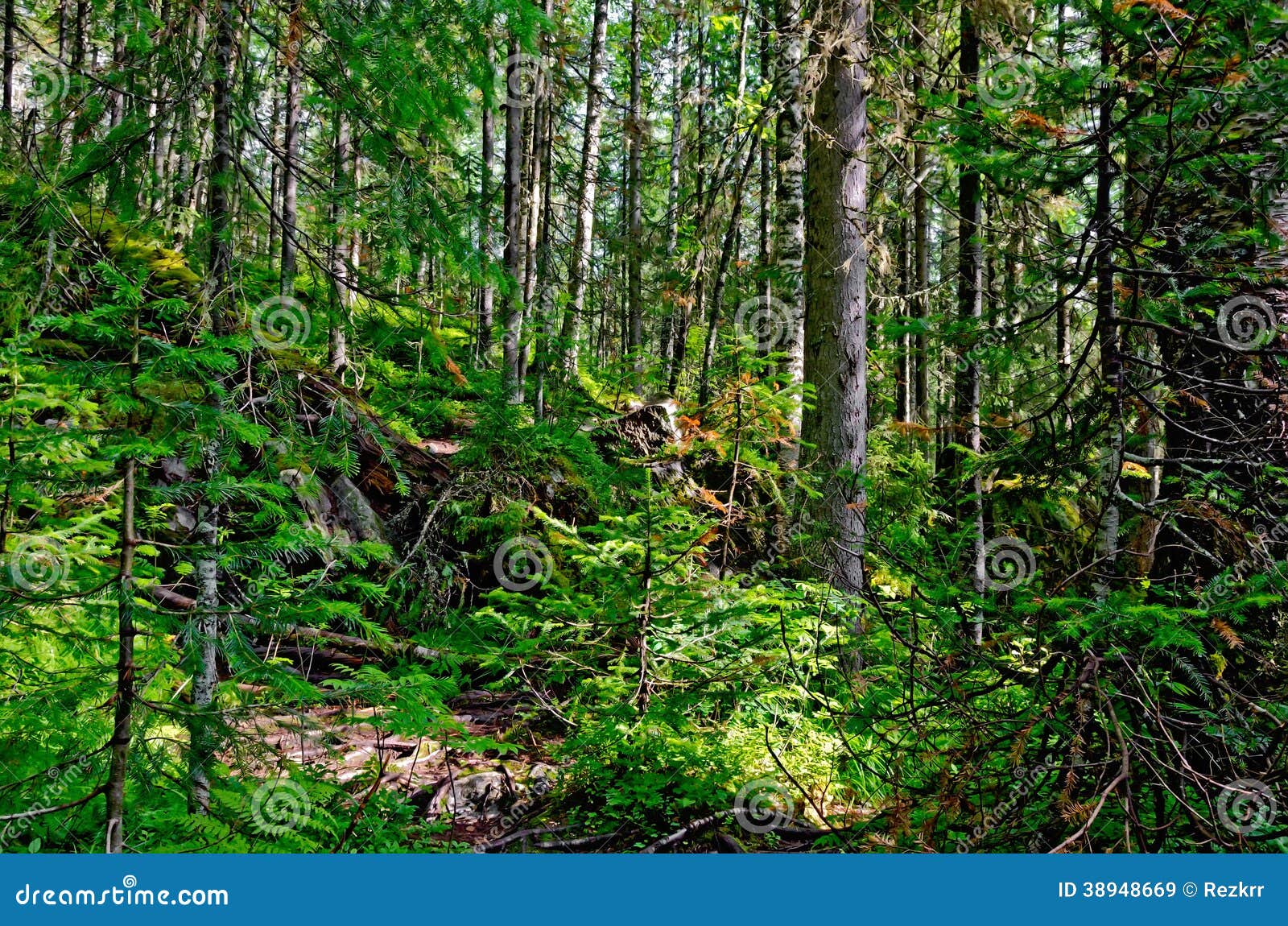 Taiga op berg stock afbeelding. Image of kleur, landschap - 38948669