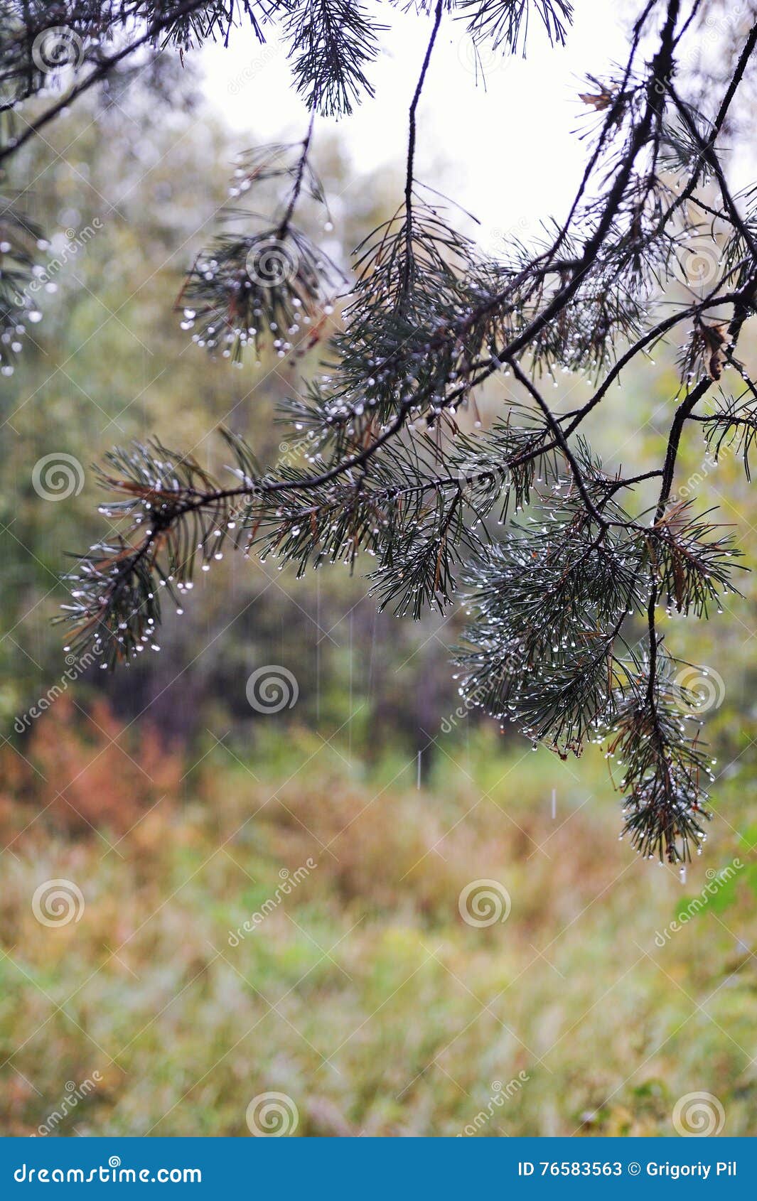 Taiga in the rain stock image. Image of light, trunk - 76583563