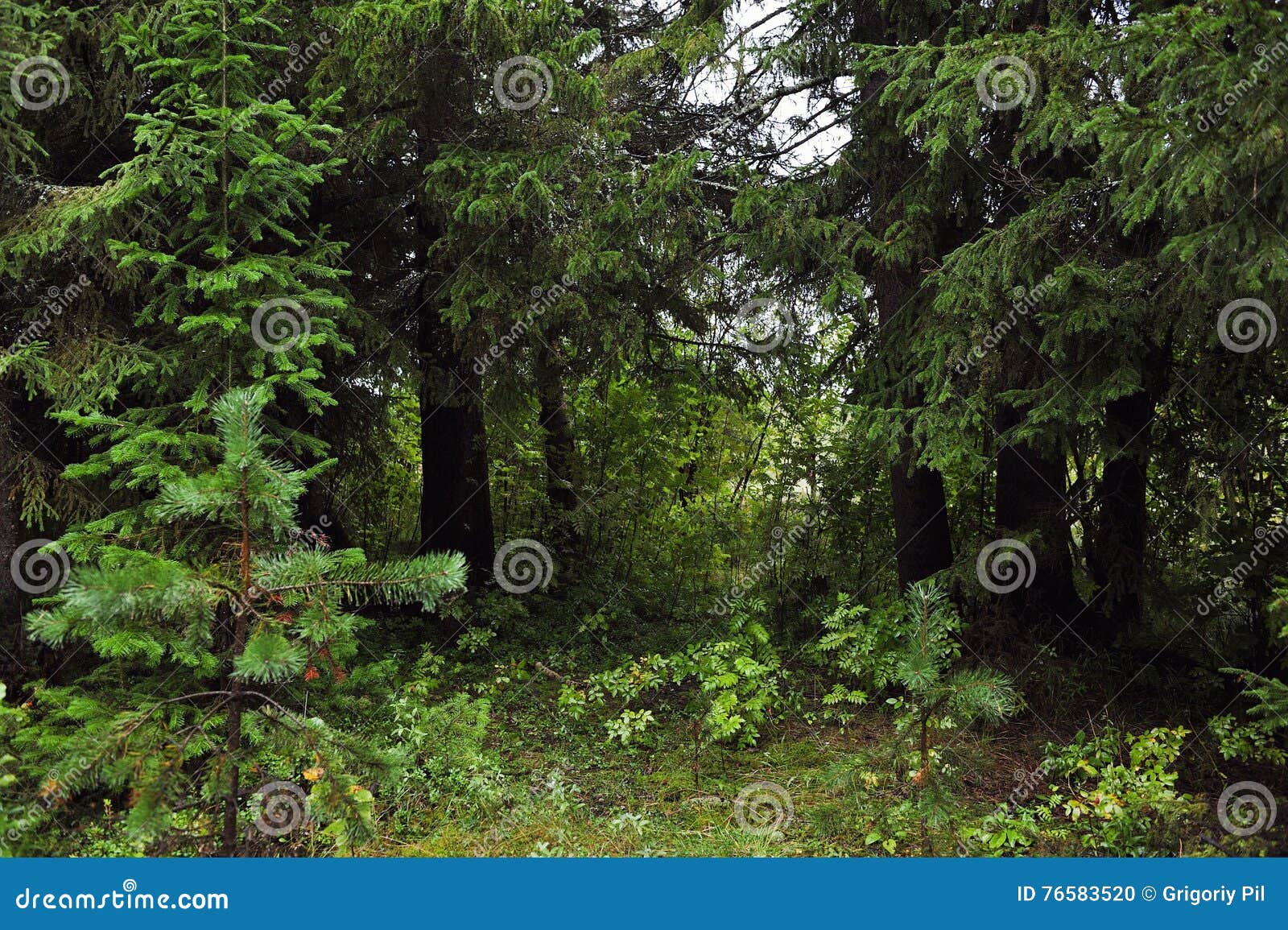 Taiga in the rain stock photo. Image of foliage, landscape - 76583520
