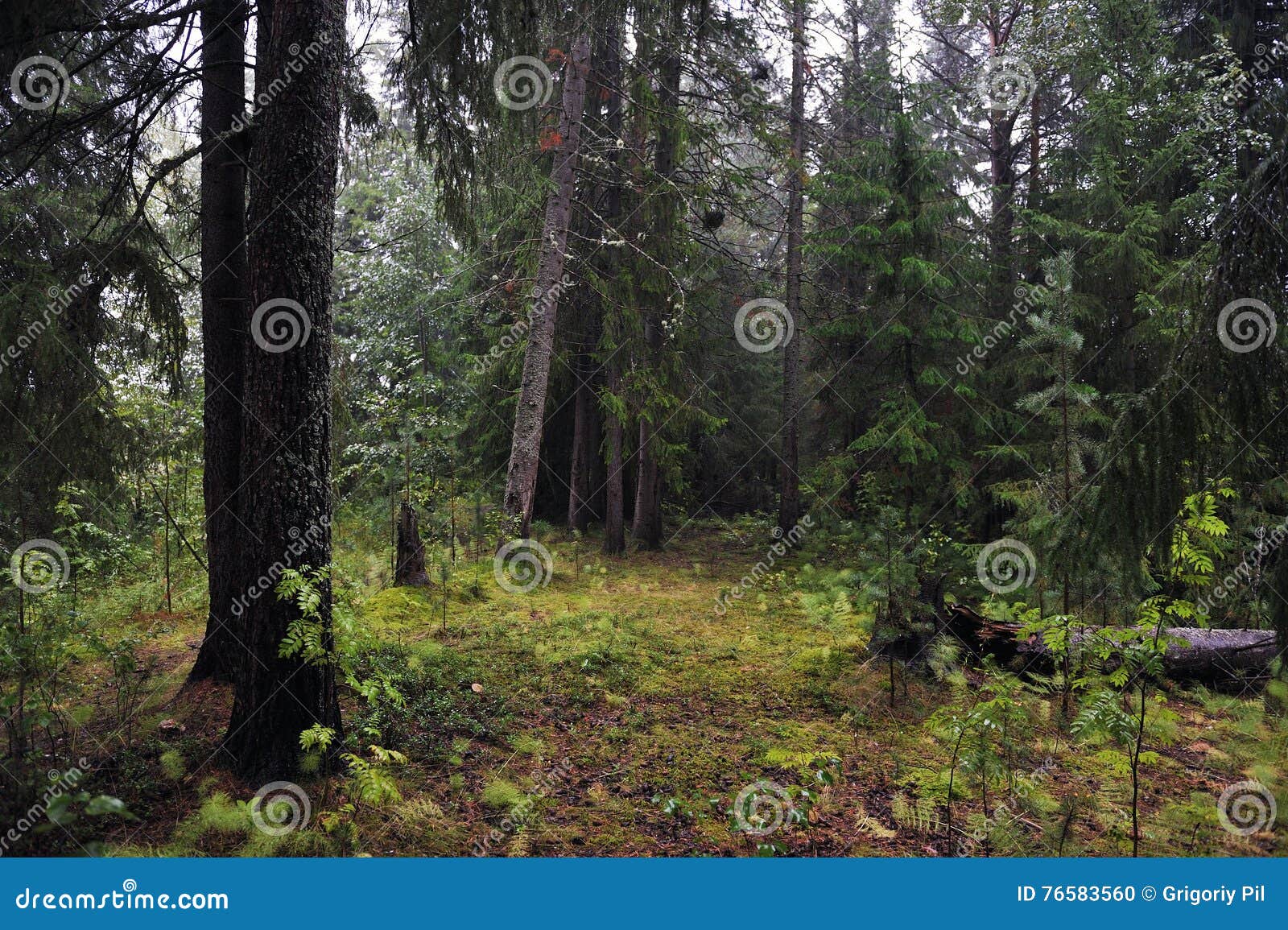 Taiga in the rain stock photo. Image of plant, tree, scenic - 76583560