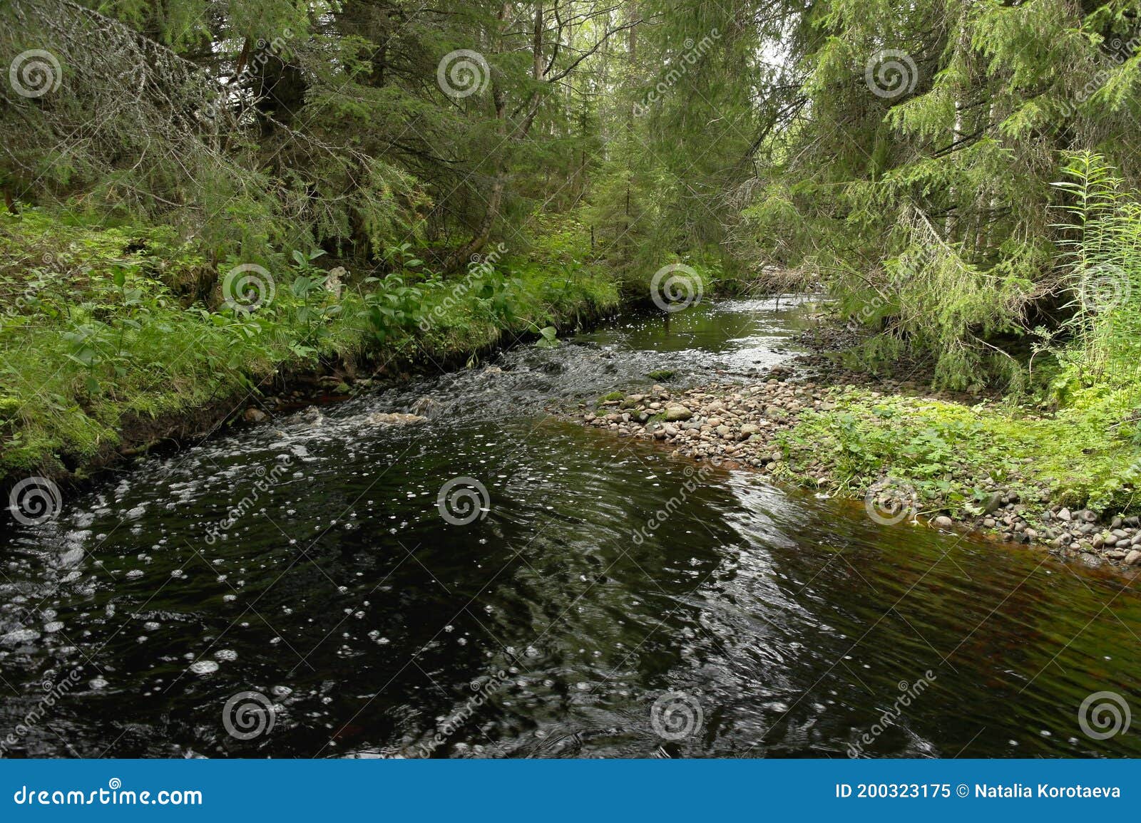 Taiga River in the Forests of Russia Stock Image - Image of stream ...