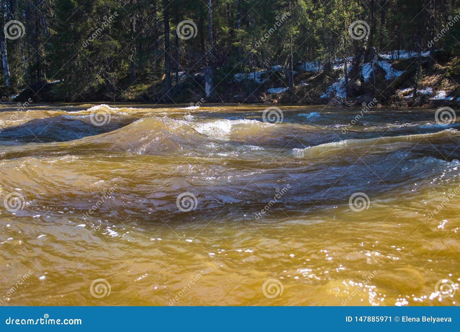 Taiga River in the Spring Flood Flows through the Forest Stock Image ...