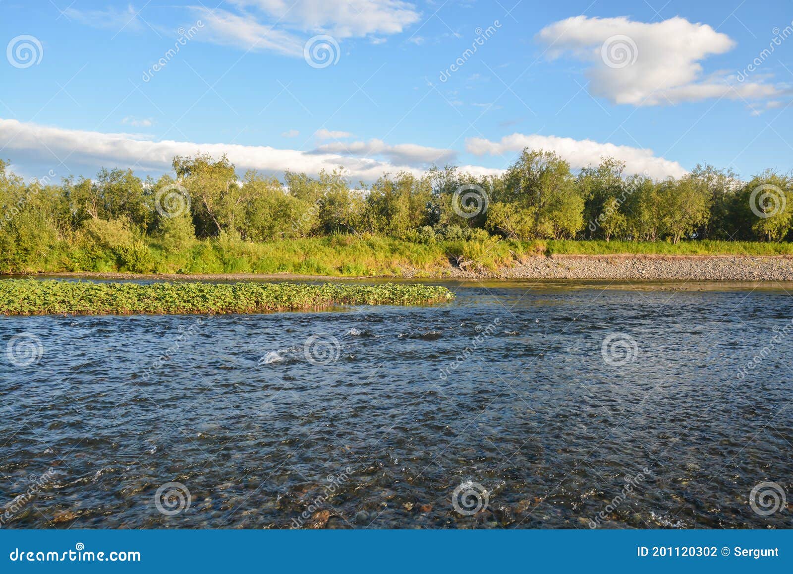 Taiga river stock photo. Image of river, pure, forests - 201120302