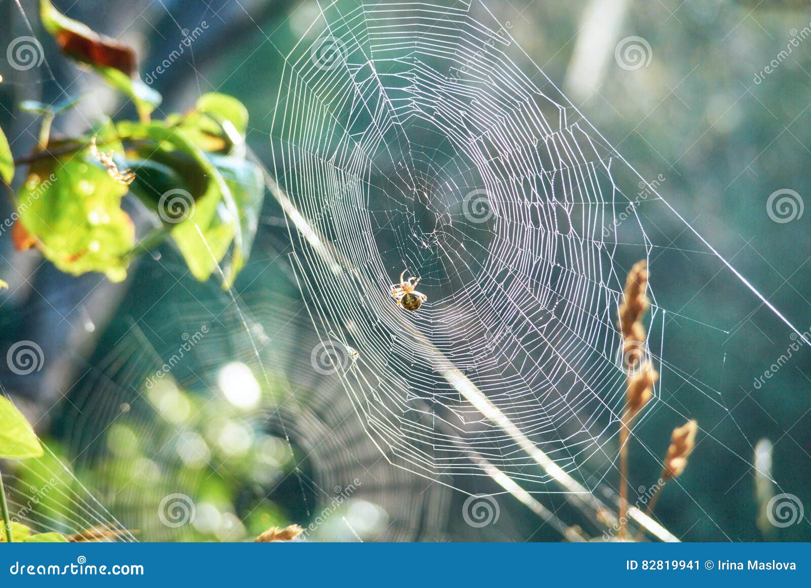 In a Taiga, Russia, Siberia. a Web with a Spider. Stock Image - Image ...
