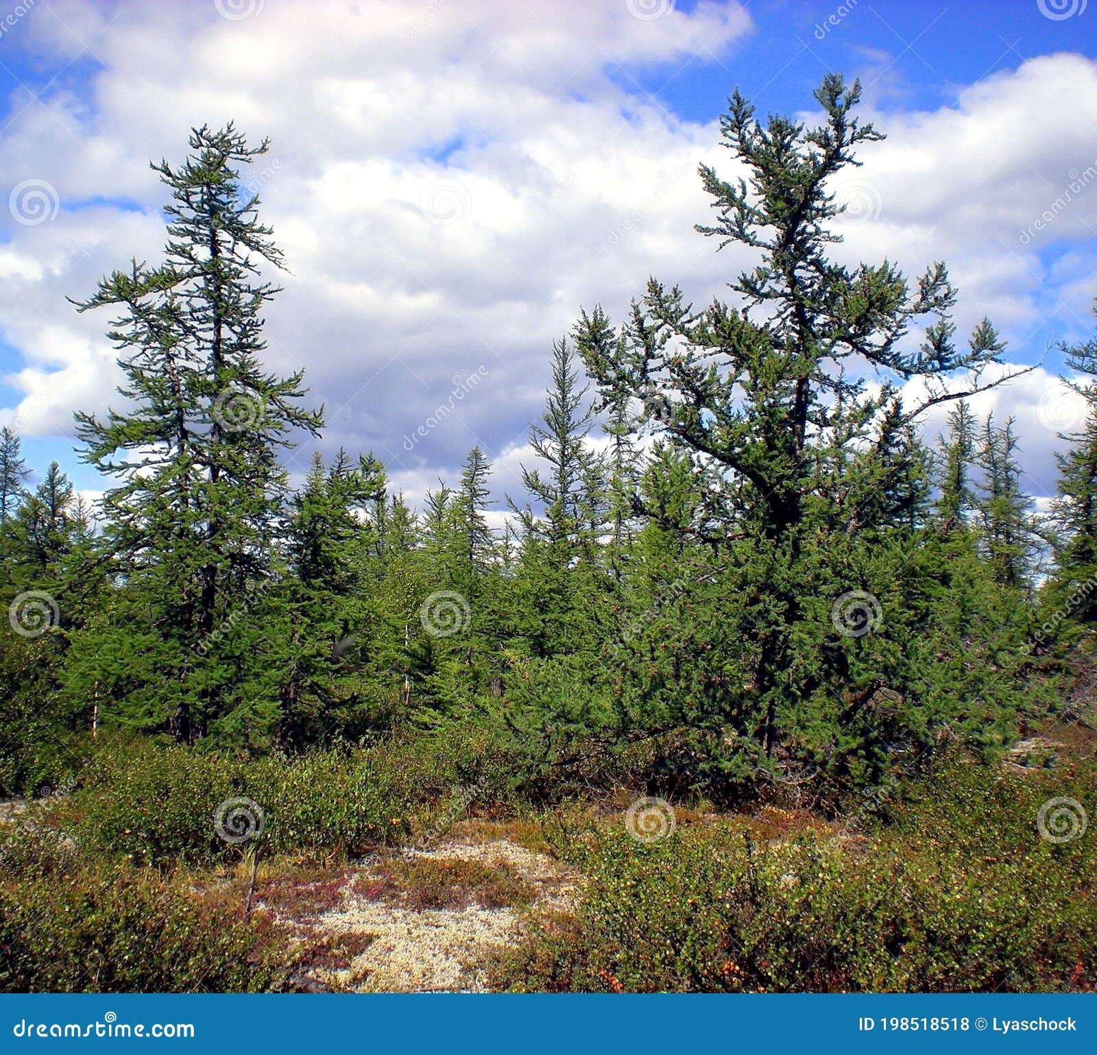 Taiga in Russian North. Coniferous Forest in Early September in the ...