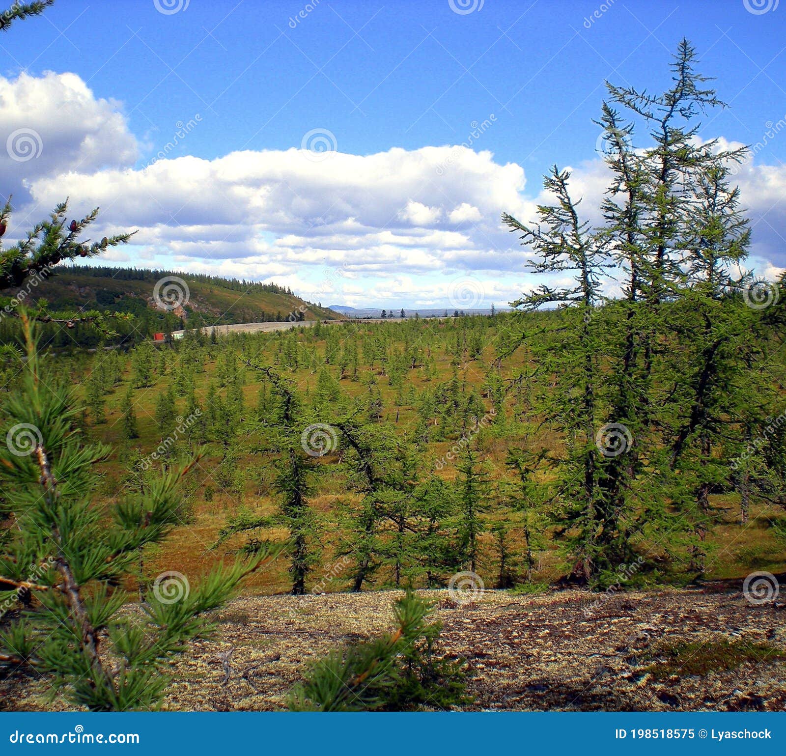 Taiga in Russian North. Coniferous Forest in Early September in the ...