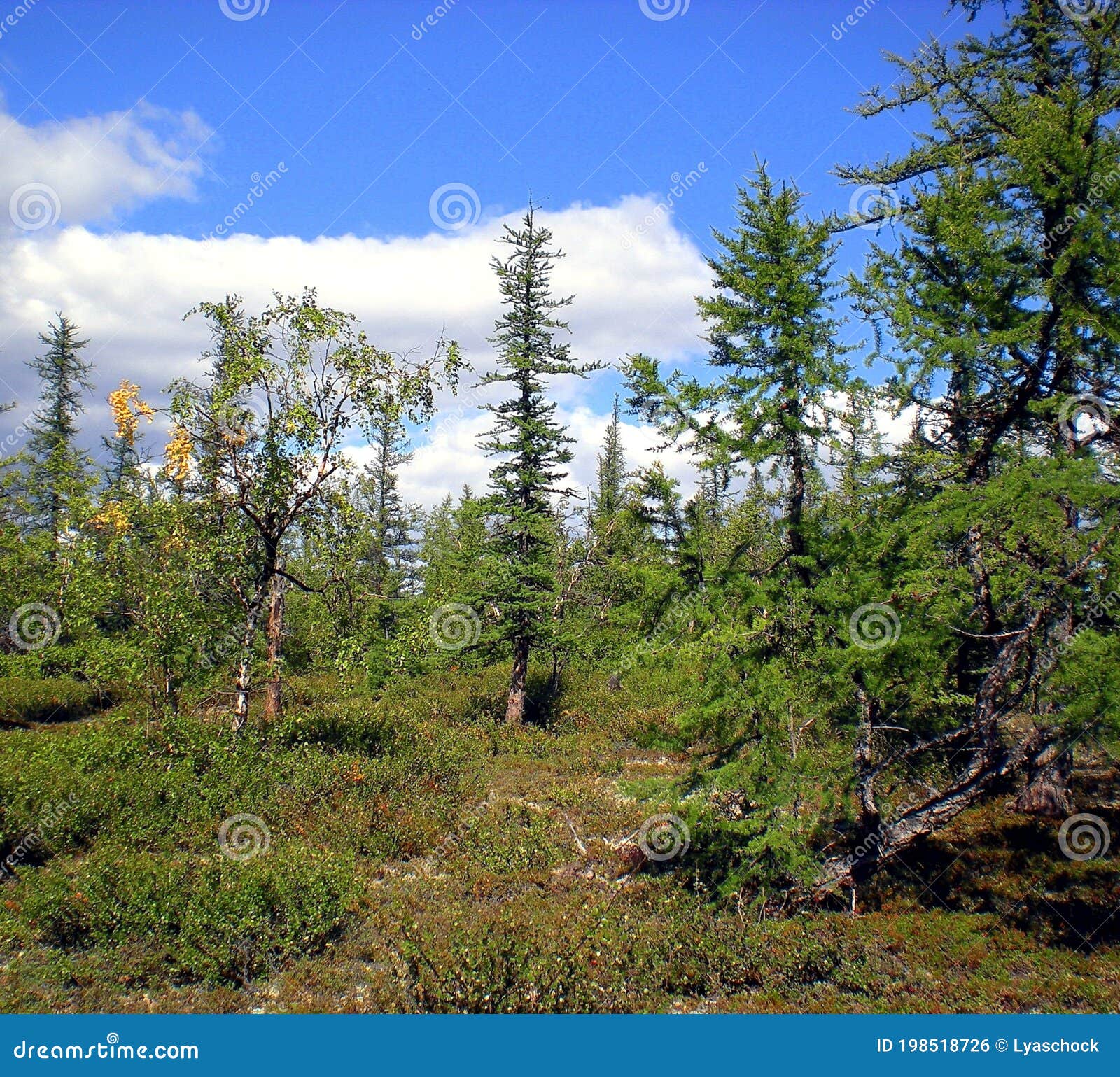 Taiga in Russian North. Coniferous Forest in Early September in the ...