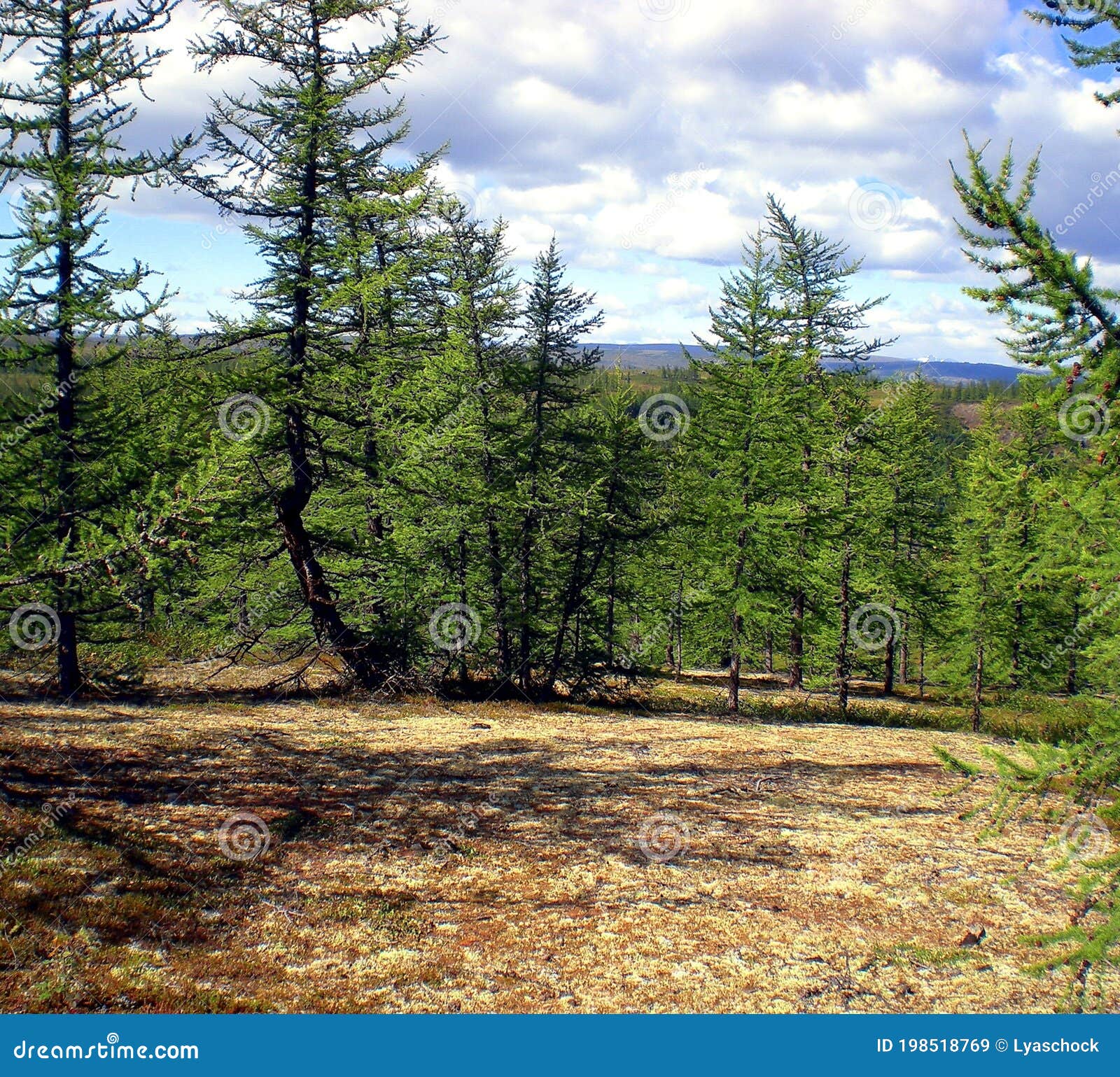 Taiga in Russian North. Coniferous Forest in Early September in the ...