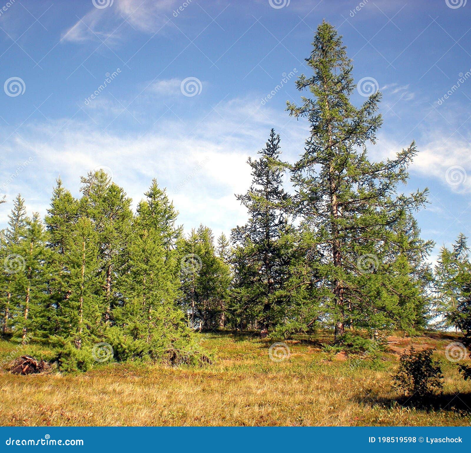 Taiga in Russian North. Coniferous Forest in Early September in the ...