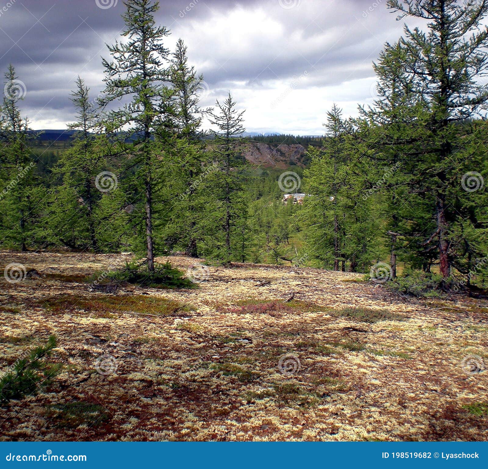 Taiga in Russian North. Coniferous Forest in Early September in the ...