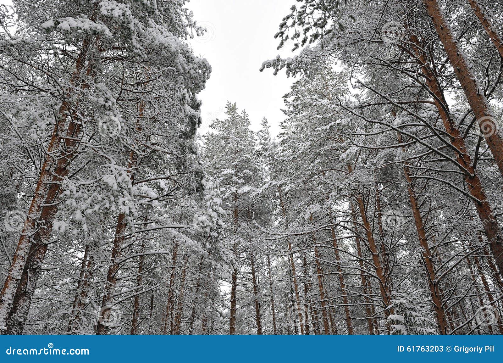 Taiga after snowfall stock image. Image of snowing, nordic - 61763203