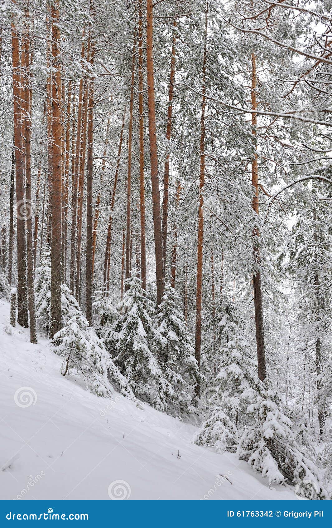 Taiga after snowfall stock photo. Image of nature, covering - 61763342