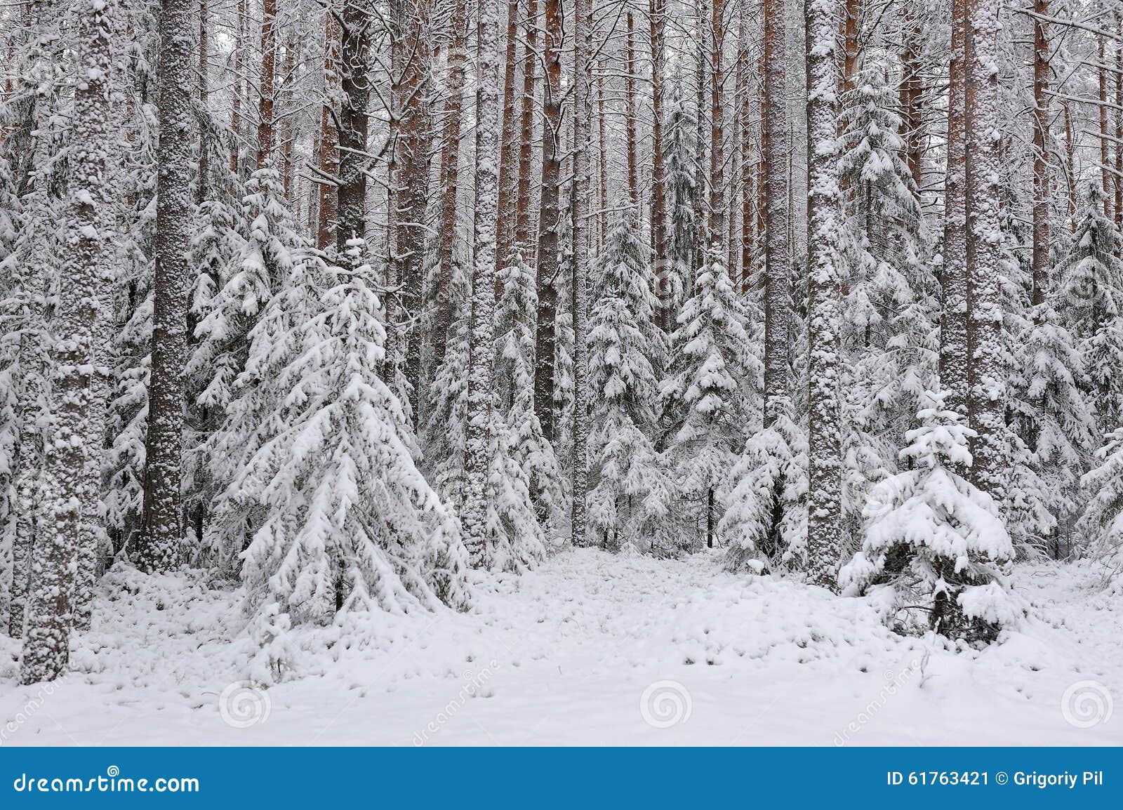 Taiga after snowfall stock image. Image of snowing, beauty - 61763421