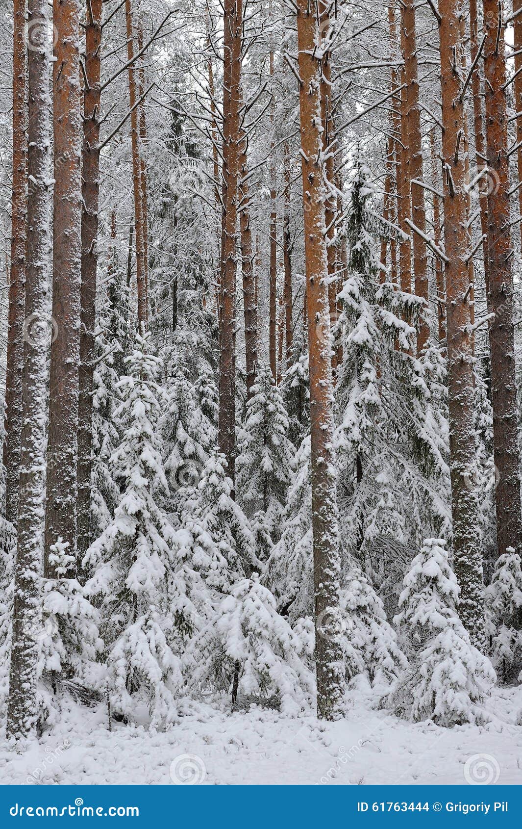 Taiga after snowfall stock photo. Image of branch, early - 61763444