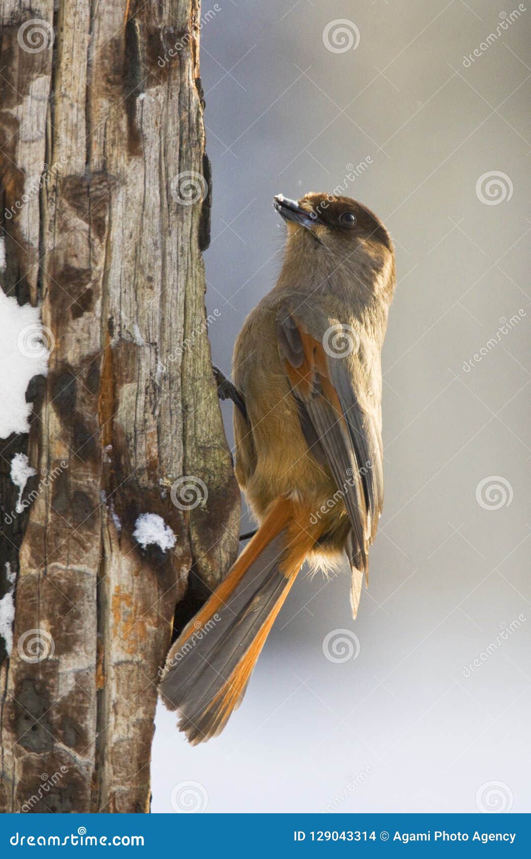 Taigagaai, Siberian Jay, Perisoreus Infaustus Stock Photo - Image of ...