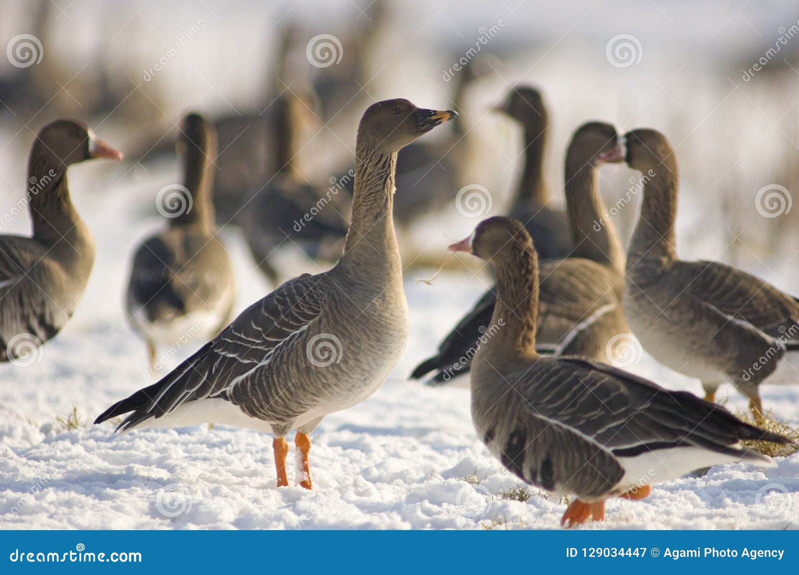 Taigarietgans, Taiga Bean Goose, Anser-fabalis Stock Afbeelding - Image ...